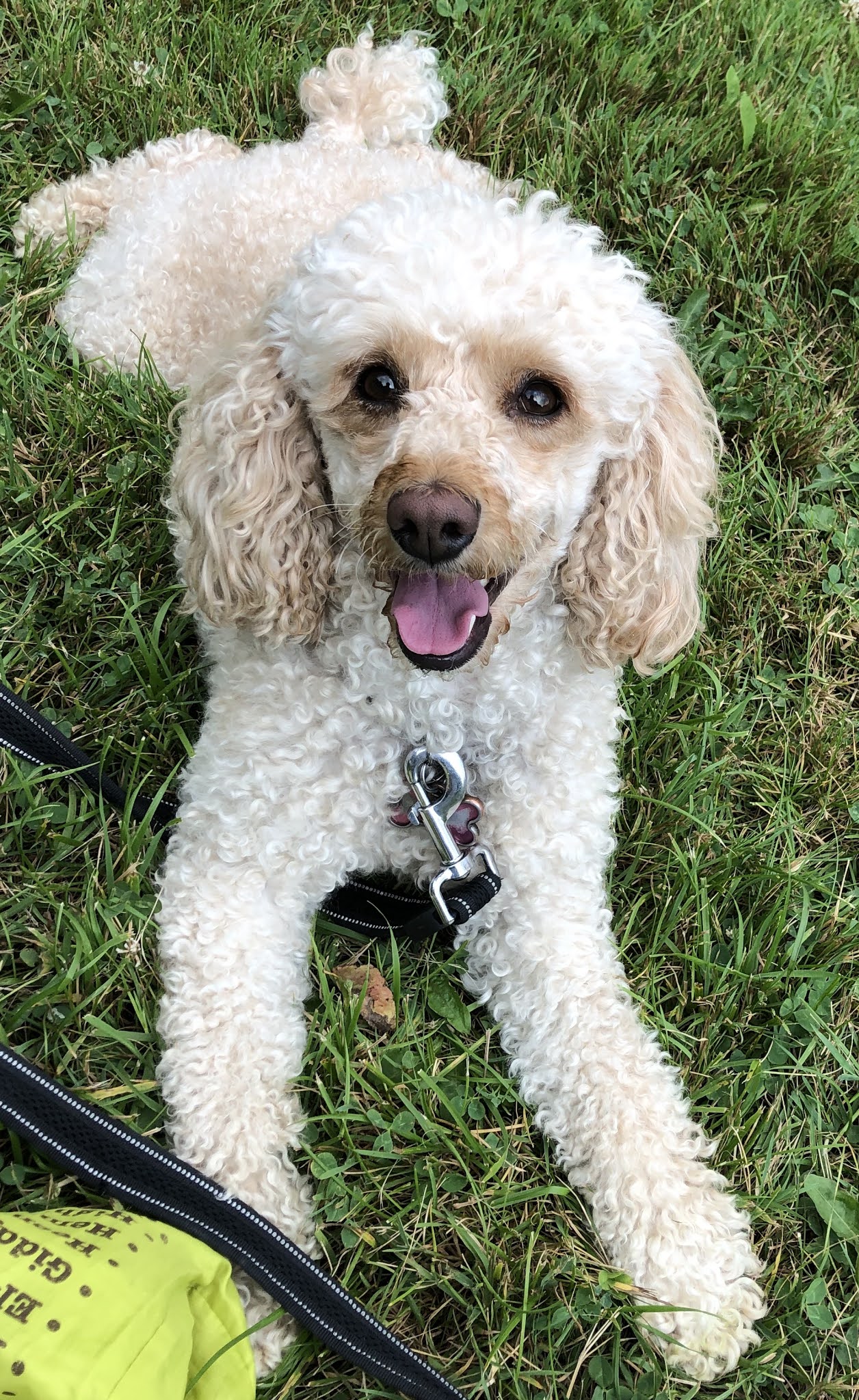 Mini-Bordoodle Pupdate: Our Summer Outfielder