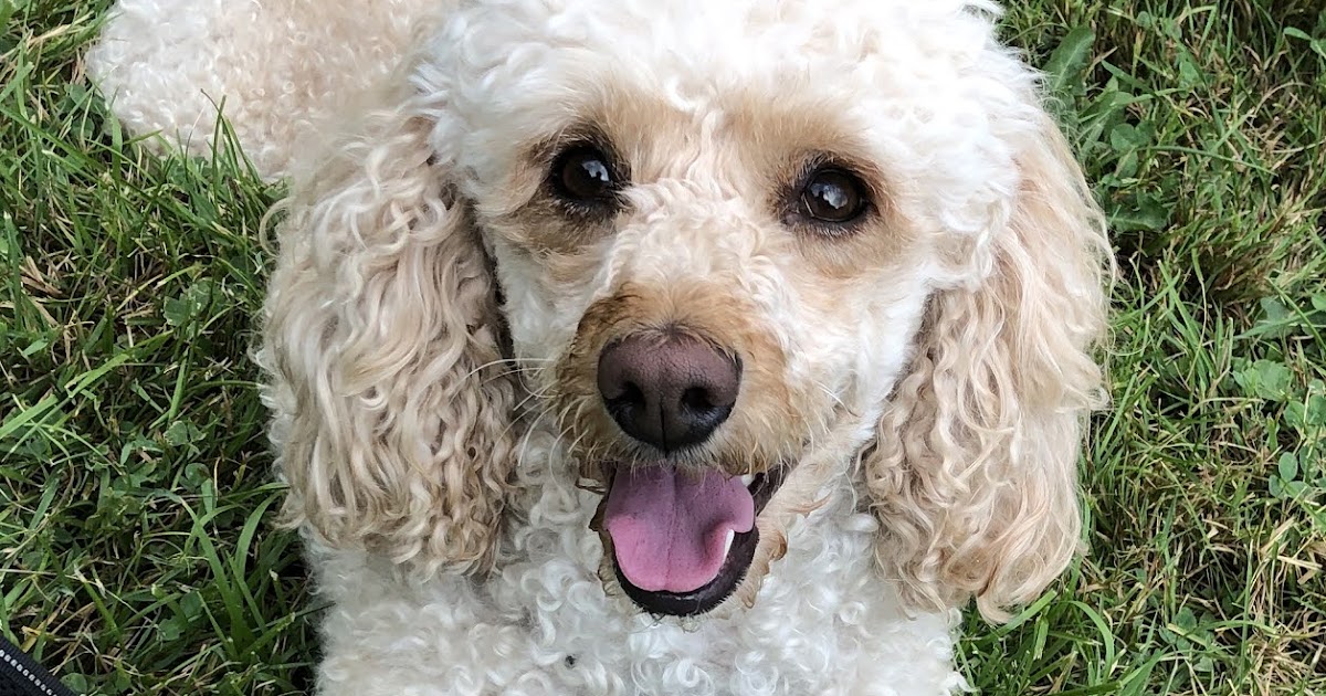 Mini-Bordoodle Pupdate: Our Summer Outfielder