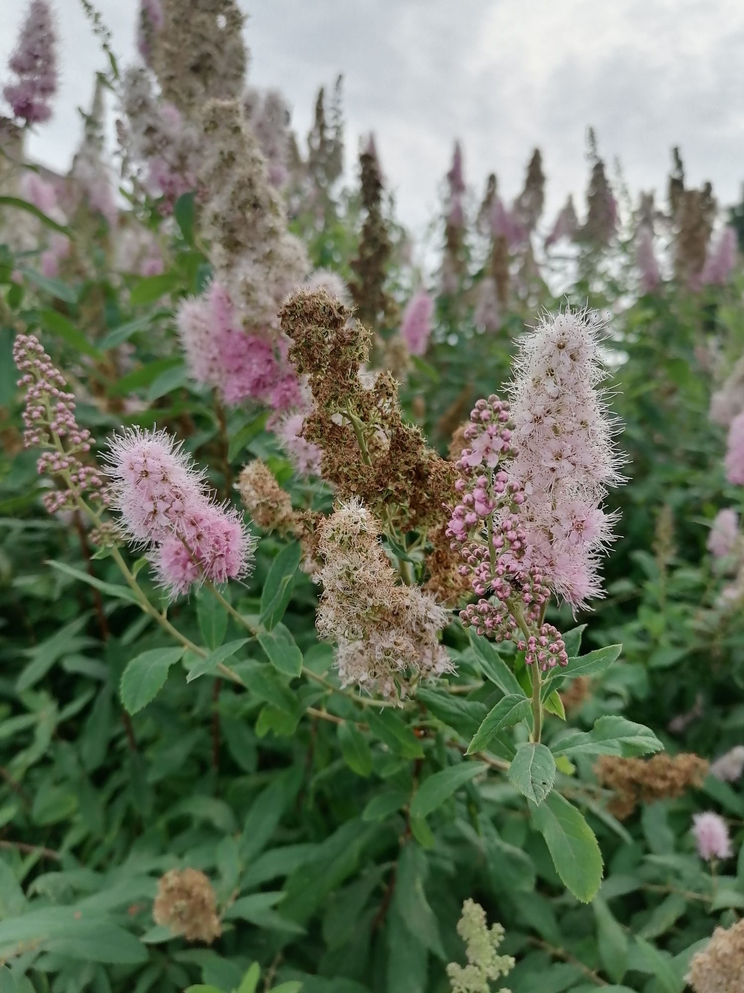 Dlaczego tak lubię tawuły w ogrodzie