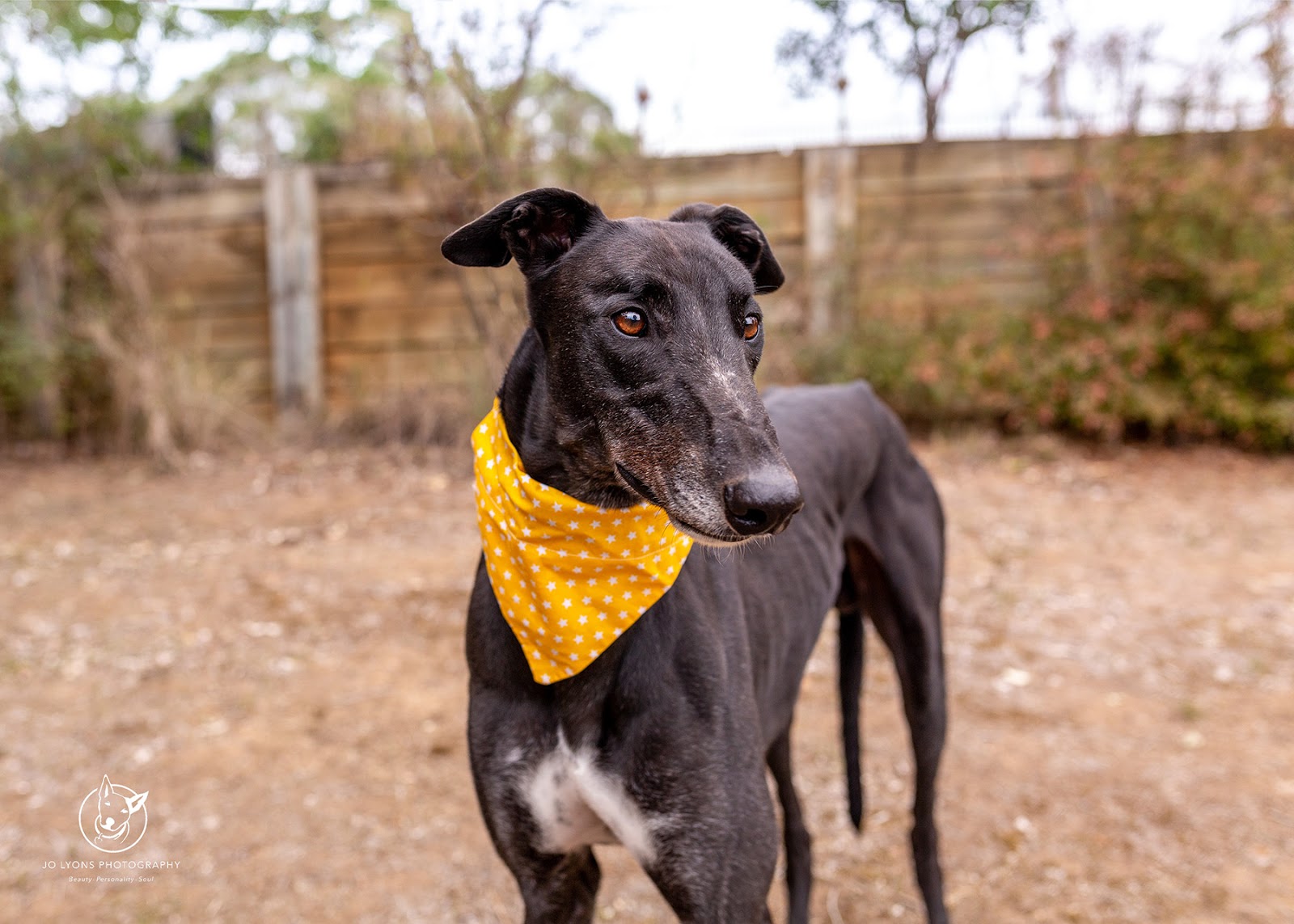 Macquarie Bank donates to support rescue Greyhounds | Australian Dog Lover
