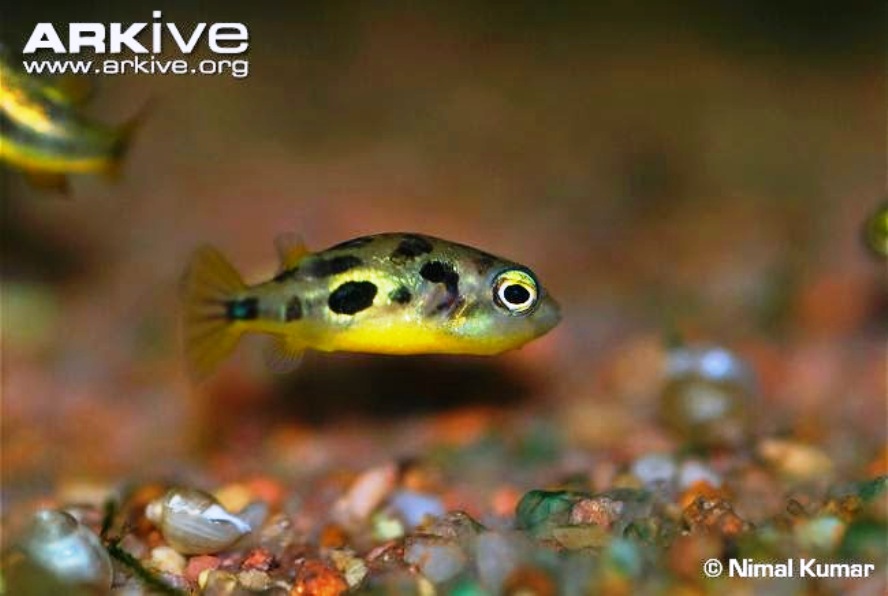 PUFFER FISH photos - wallpapers (ανανεωμένο) | the fun bank