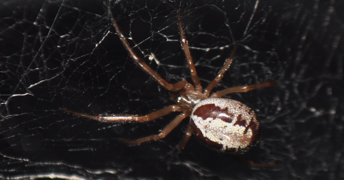 ZOOTOGRAFIANDO (6.057 ANIMALS): FALSA VIUDA NEGRA / NOBLE FALSE WIDOW ...