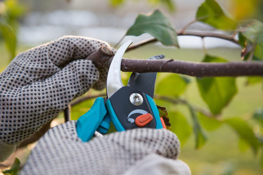 The Tree Professional: What is the Difference Between Tree Trimming and ... The Tree Professional: What is the Difference Between Tree Trimming and ...