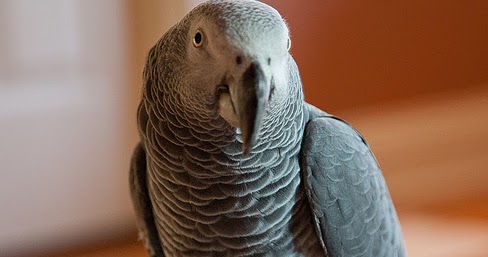 White Wolf : Tool use by an African Grey Parrot (Video)