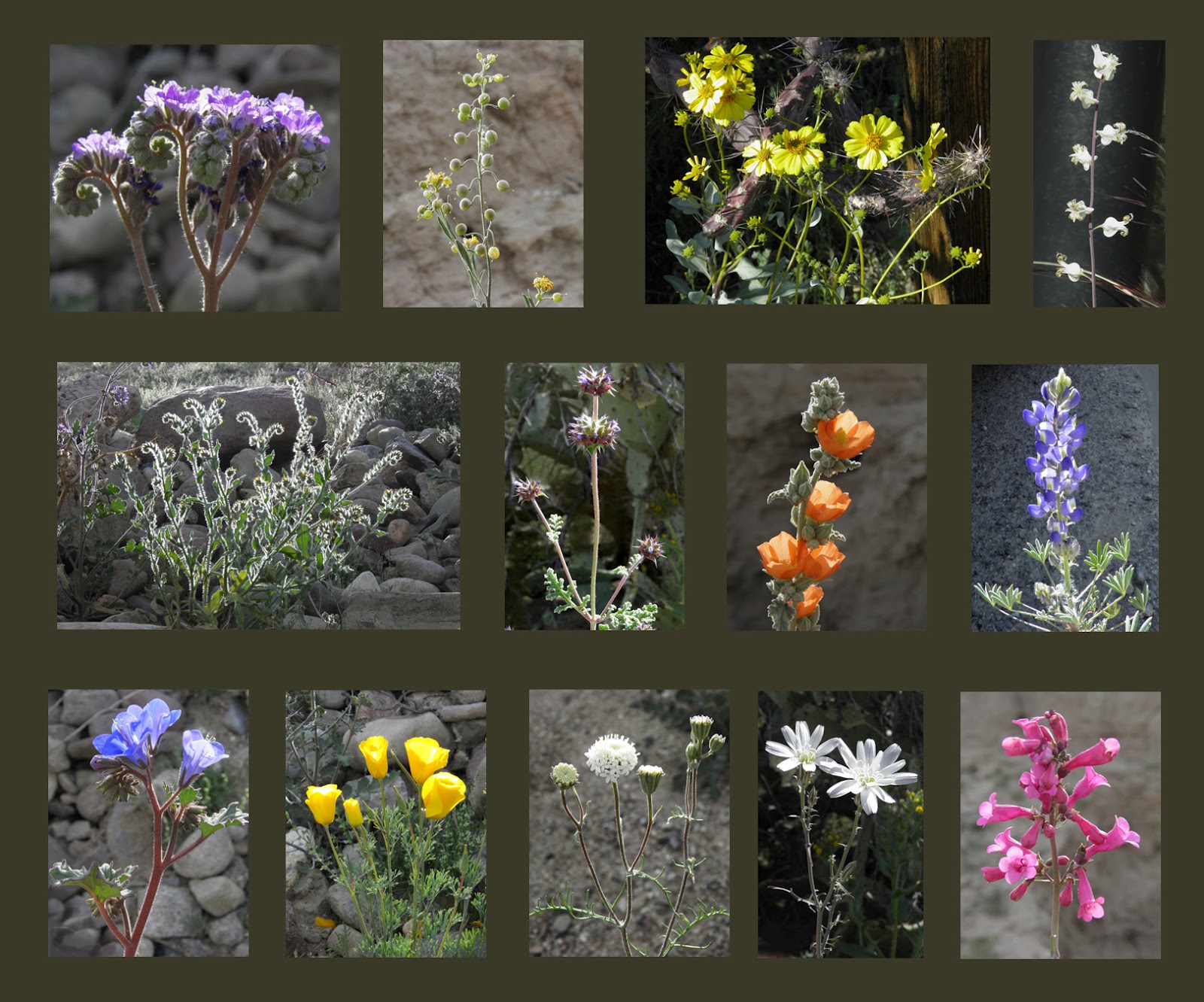 Margarethe Brummermann Watercolors: Desert Flower Collage