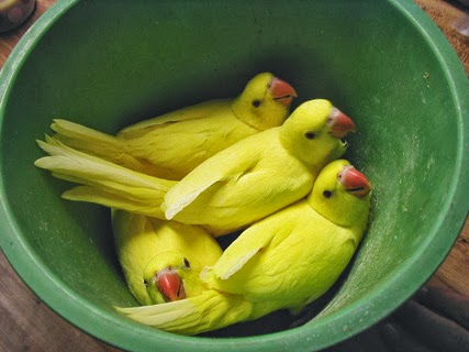 BIRD STREET: yellow ringneck parrot