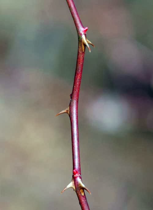 Field Biology in Southeastern Ohio: A Thorny Situation