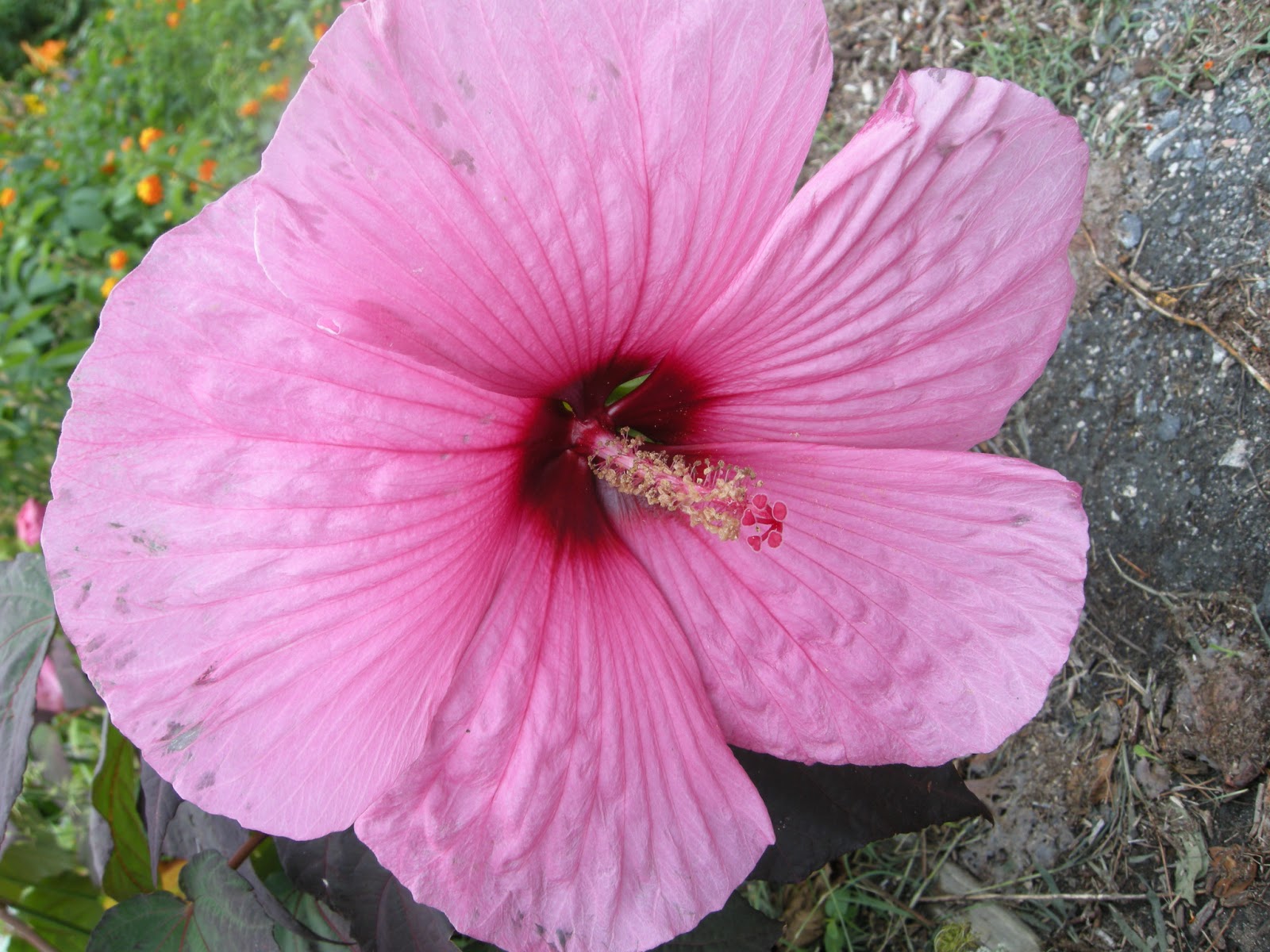Kitchens Are Monkey Business: Rosie's Garden.
