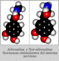 yesica torres: composicion quimica de las hormonas