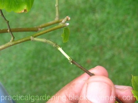 Practical Gardening: Steps for Air Layering or Marcotting