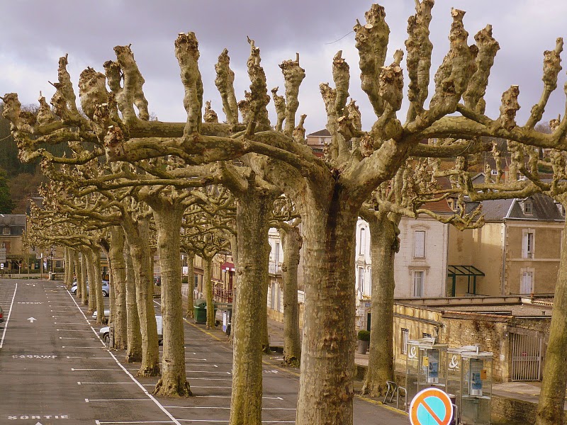 "The Drip" Mudgee: A Pollarded Tree is a Beautiful Thing