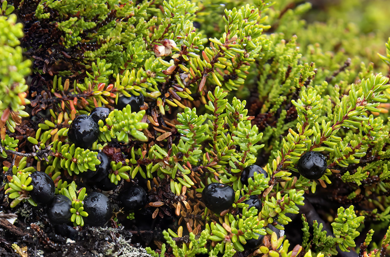 Flores y Paisajes de Asturias : Empetrum nigrum subsp. nigrum