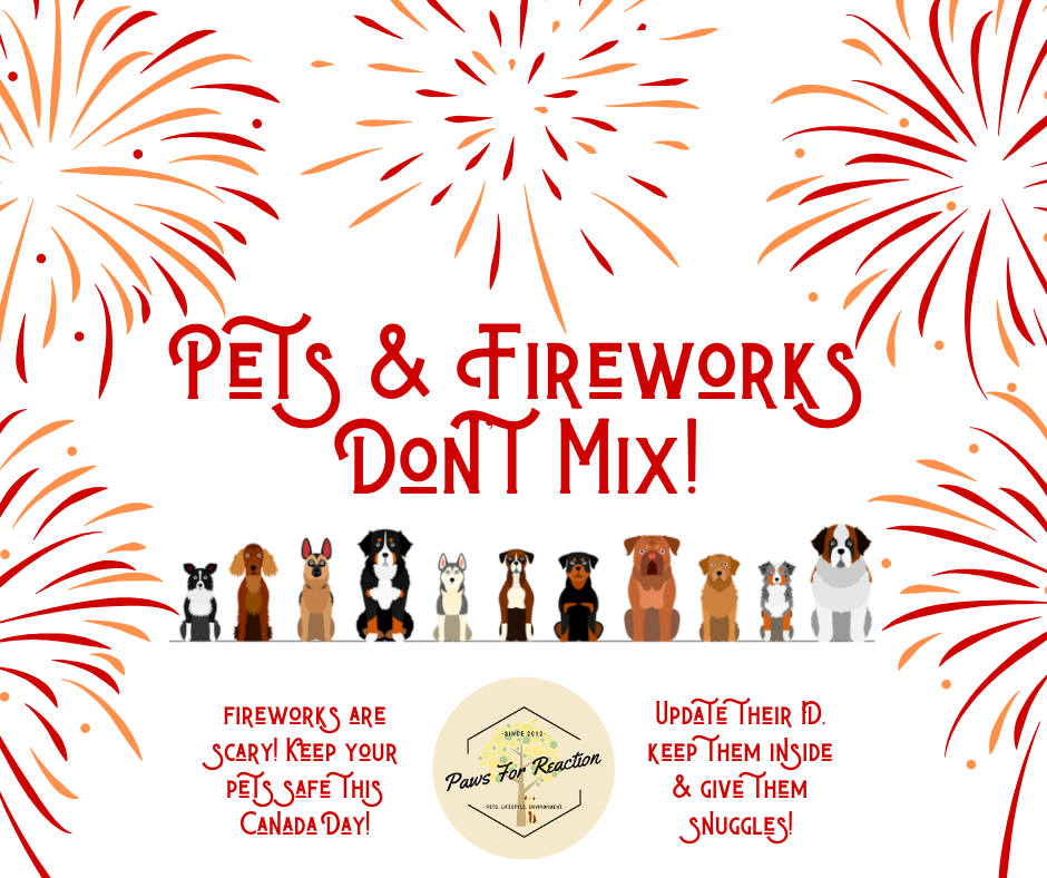 Paws for Reaction: Firework Safety: How to keep your pet safe on Canada Day