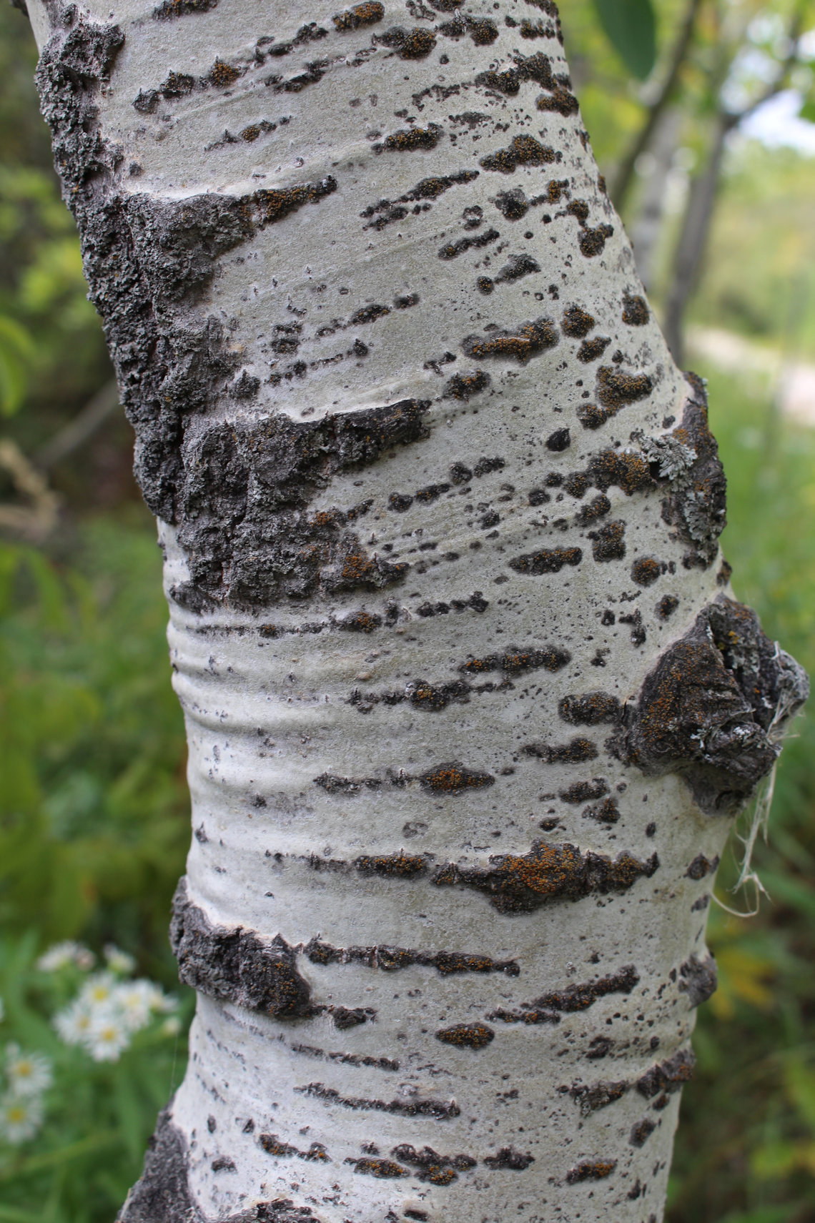 Assiniboine Forest Plant Life: An Exploration of Trembling Aspen Bark