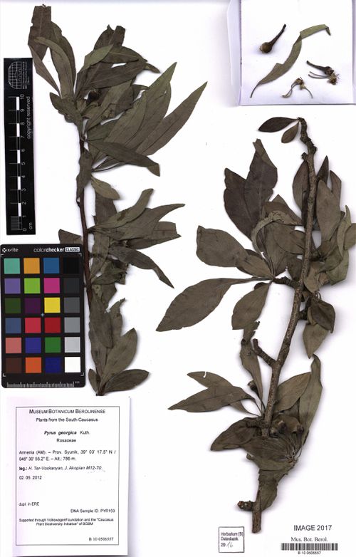 Всё о бегониях и не только...: Груша грузинская (Pyrus georgica, =Pyrus ...