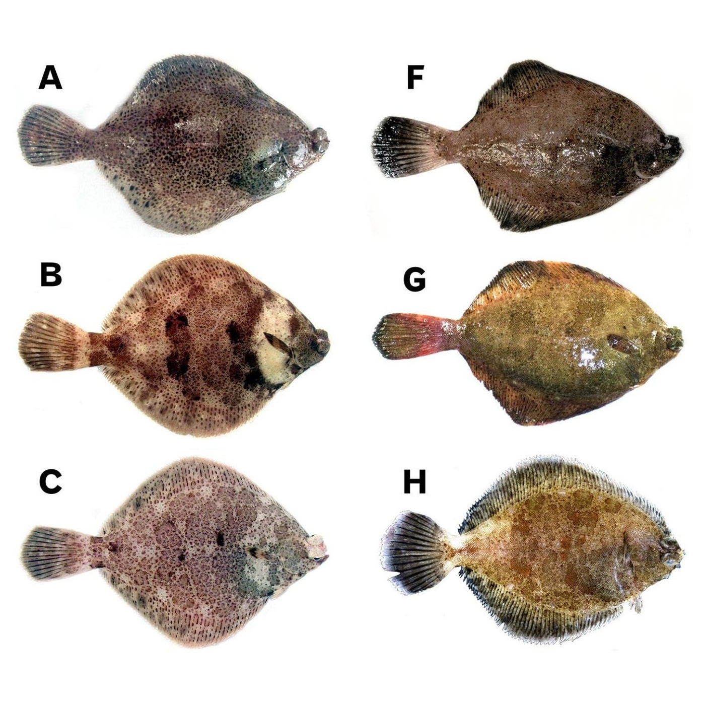Flatfish Species