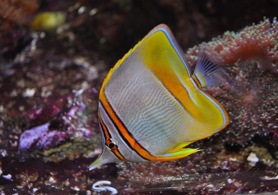 ZOOTOGRAFIANDO (6.100 ANIMALS): PEZ MARIPOSA MARGINADO (Chelmon marginalis)