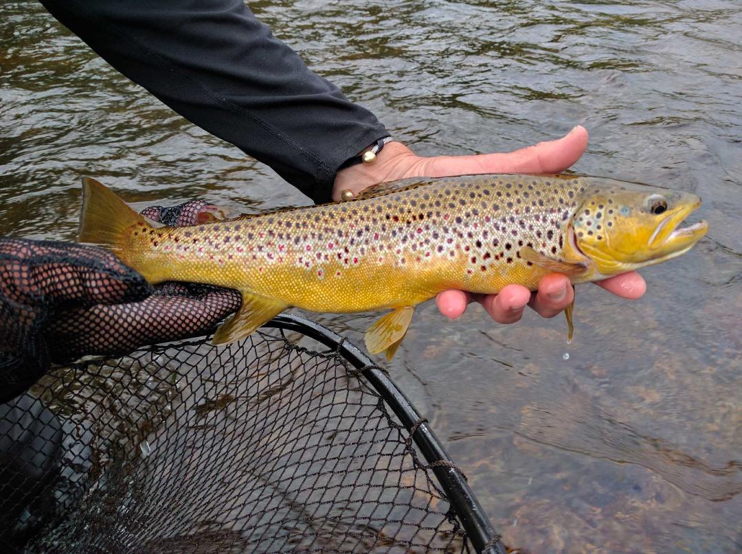 Gray Drake Hatch Private Trophy Brown Trout Classes with Matt ~ Matt ...