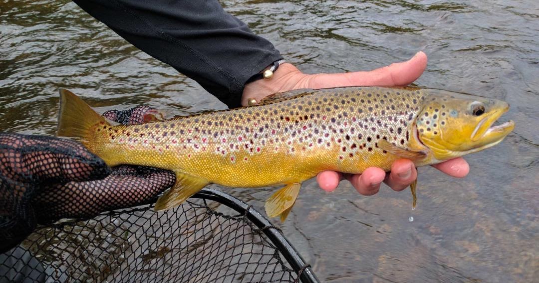 Gray Drake Hatch Private Trophy Brown Trout Classes with Matt ~ Matt ...