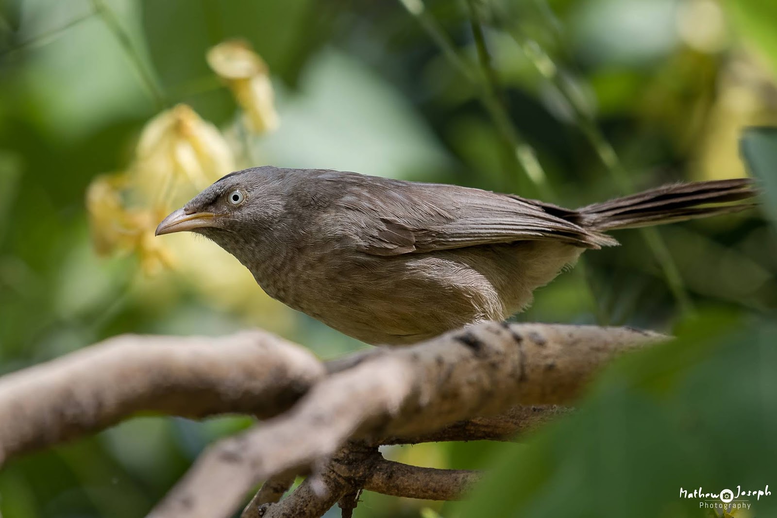 Wild Side of Mathew: Asola Bhatti Wildlife Sanctuary, Delhi