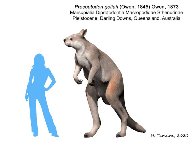 Procoptodon Skeleton