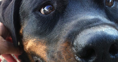 Symptoms To Watch For In Your Dog: Excessive Panting