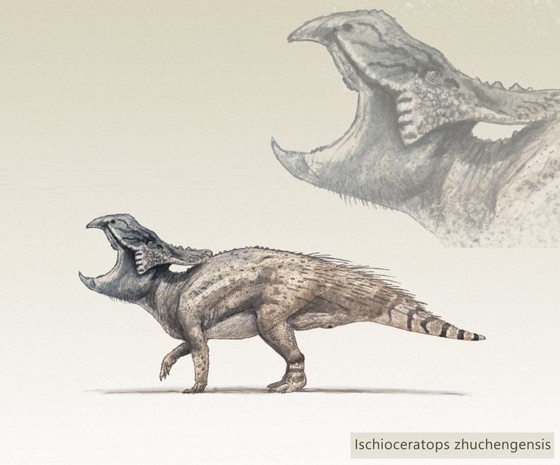 Species New to Science: [Paleontology • 2015] Ischioceratops ...
