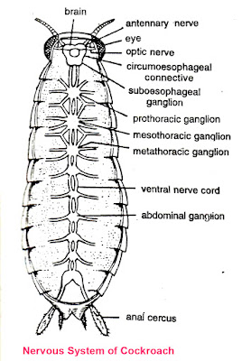 B. Sc. - II Animal Diversity- IV (Old) : Cockroach Nervous System