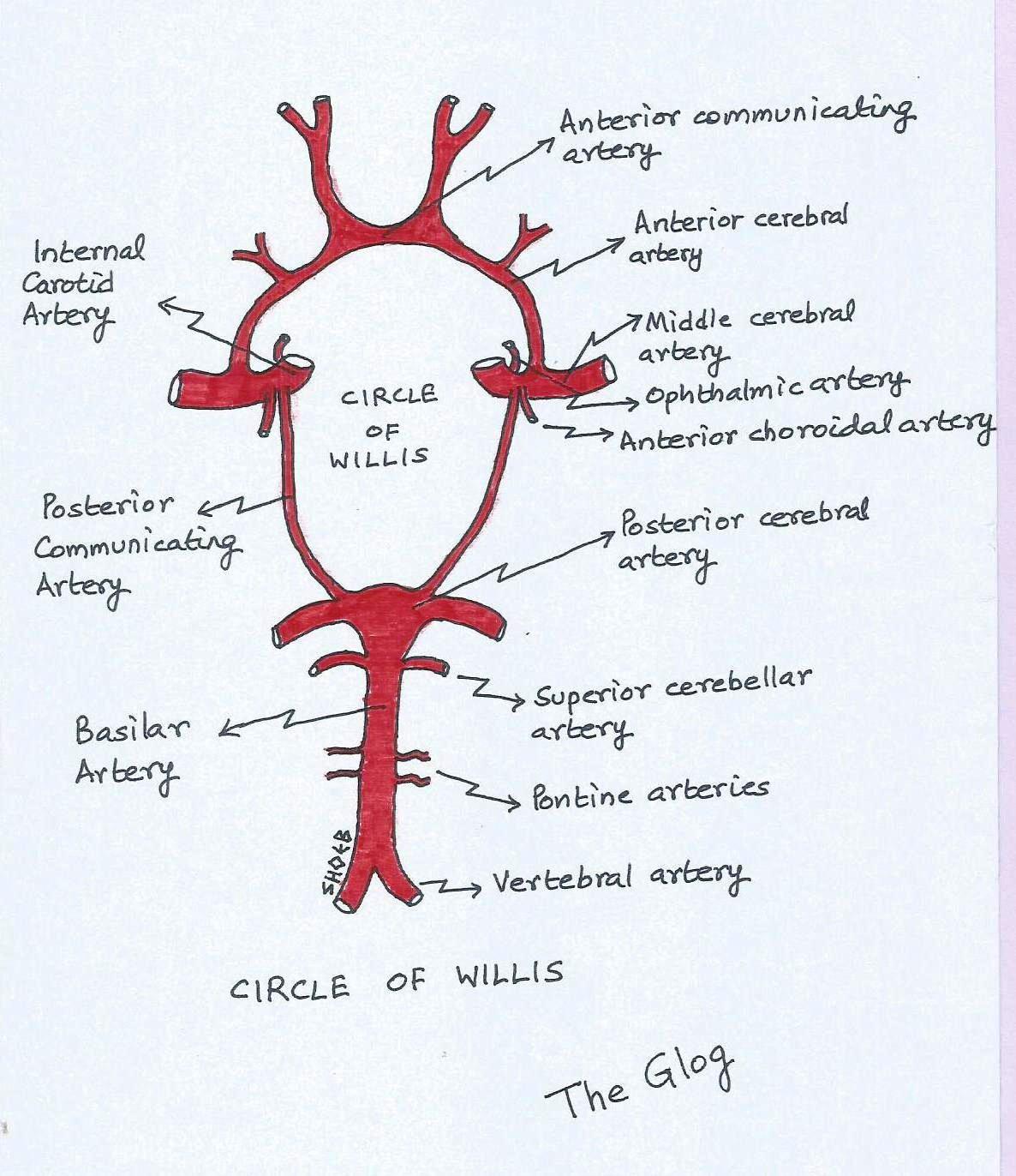 GLAUCOMA SPECIALIST BLOG: "THE GLOG"
