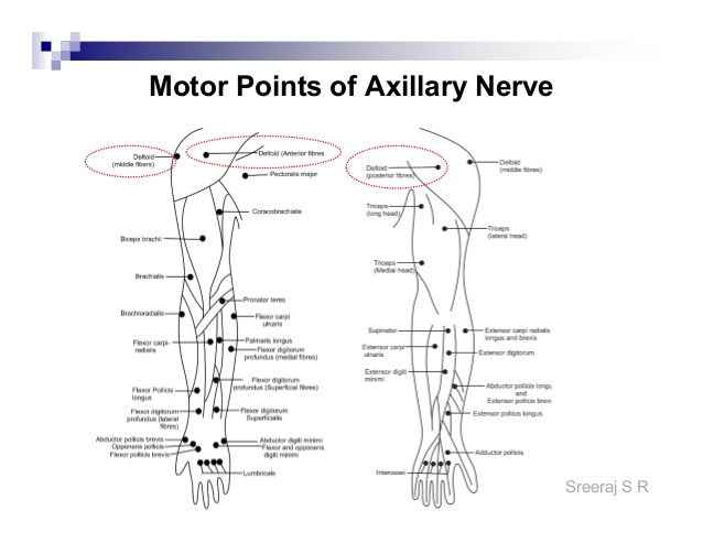 Motor points( Upper Limb)