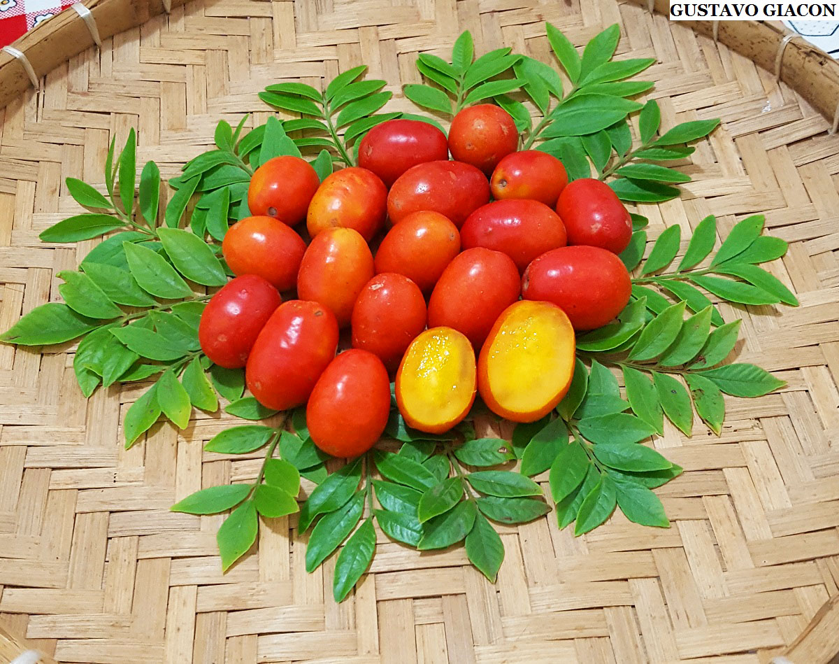 Viveiro Ciprest - Plantas Nativas e Exóticas: Seriguela ou Ciriguela ...