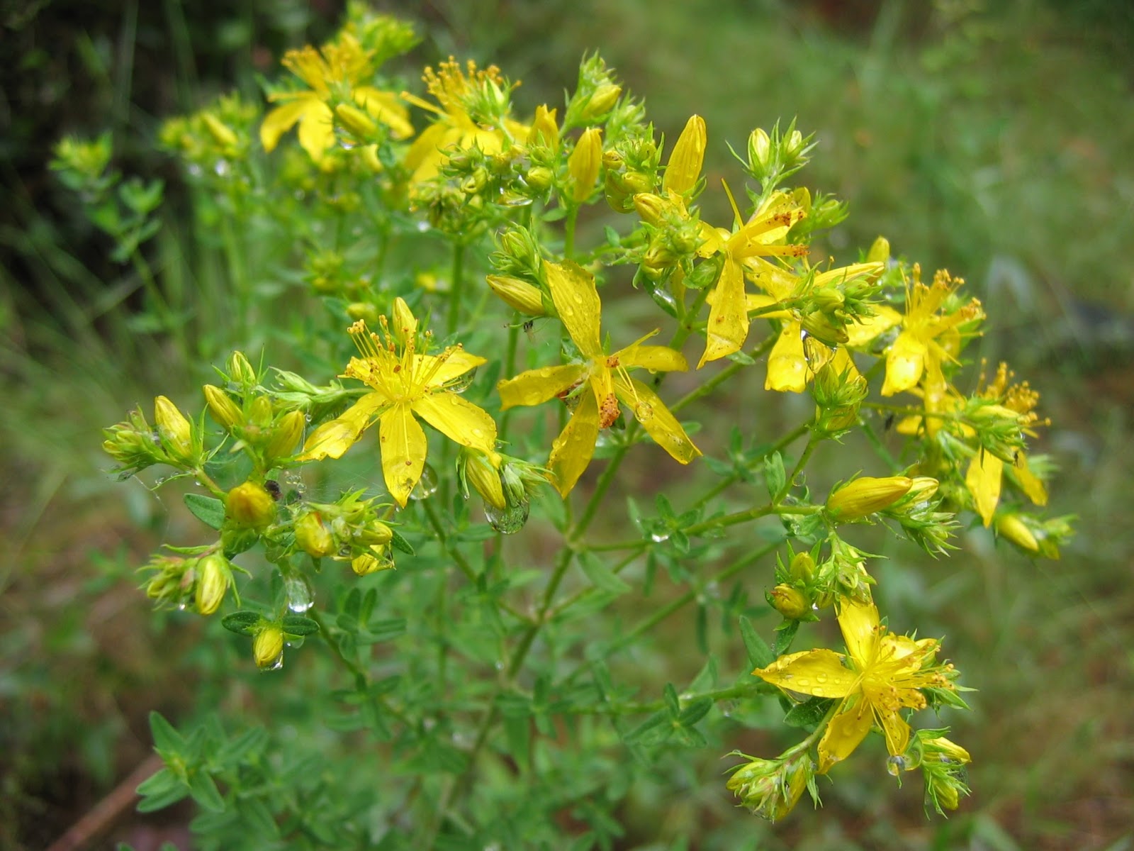 Universo Botánico: Hypericum perforatum L. (Hierba de San Juan)