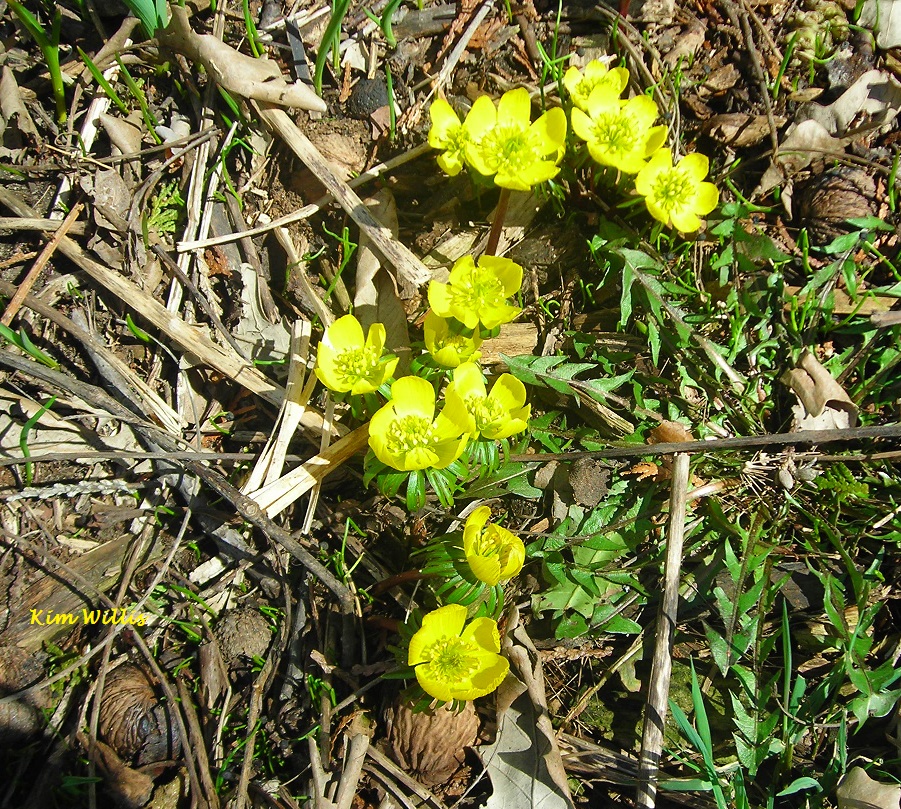 Gardening Granny's Gardening Pages: Winter Aconite
