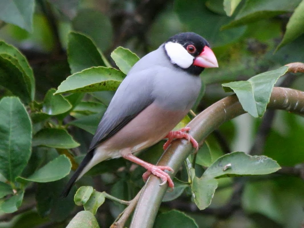Java Sparrow - Pets