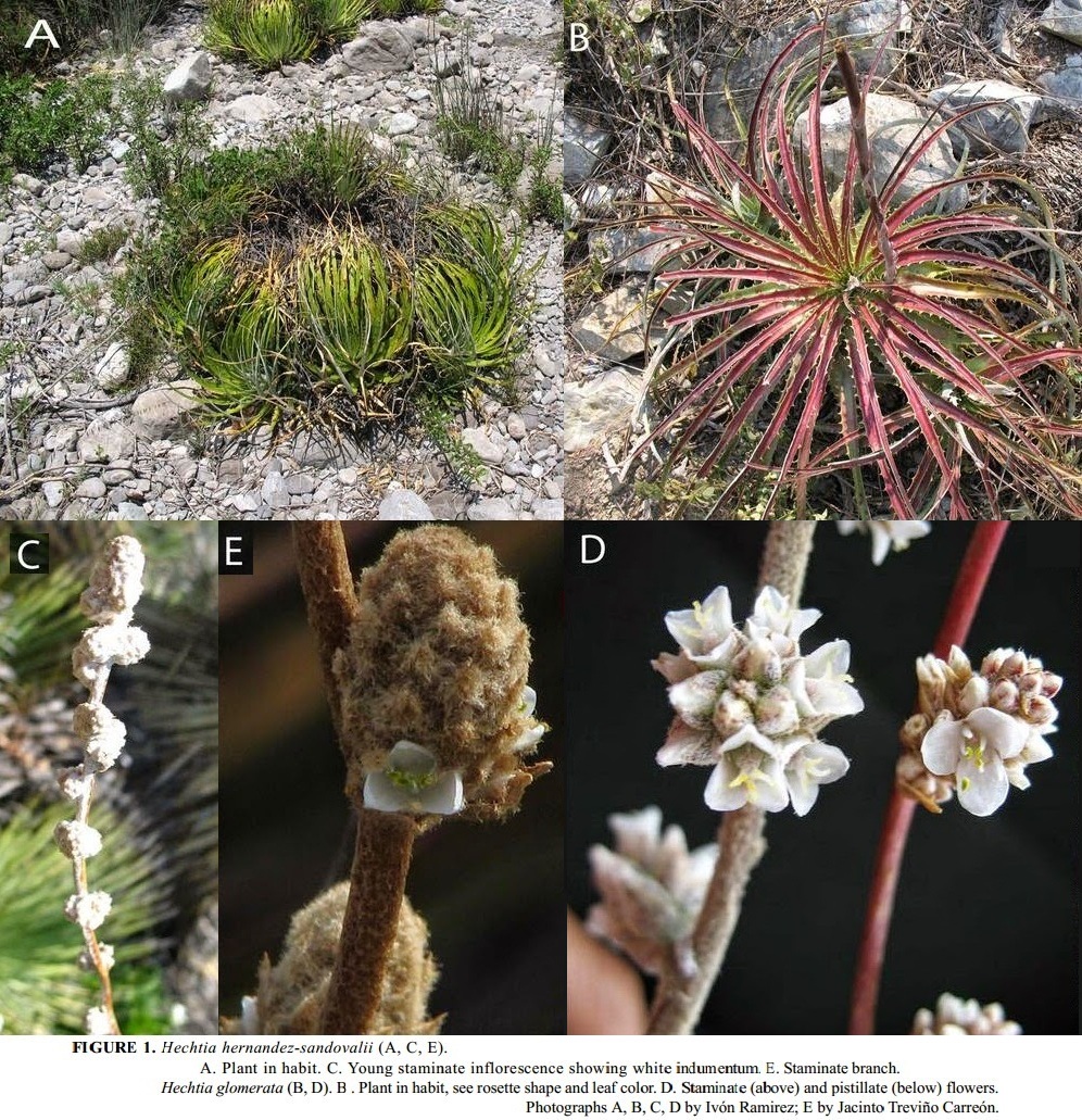 Species New to Science: [Botany • 2013] Hechtia hernandez-sandovalii ...