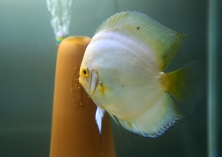 100 Discus Classification according to color and line | king fish