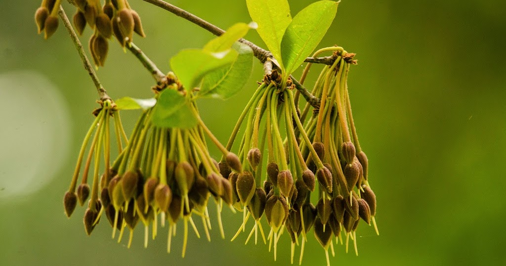 Herbal Plants: Madhuca longifolia - இலுப்பை அல்லது குலிகம் - Indian ...