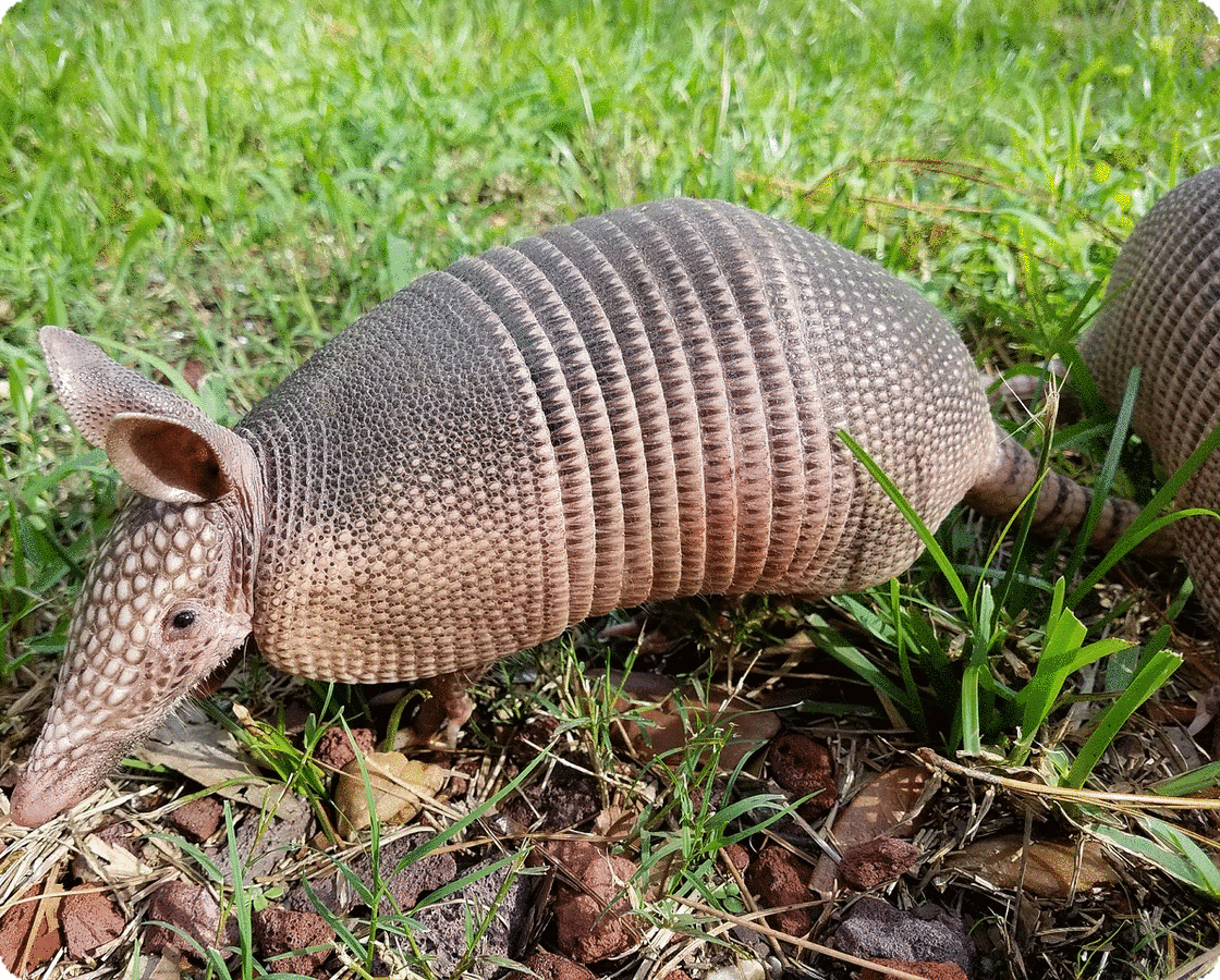 Criaturas Incríveis®: Tatu