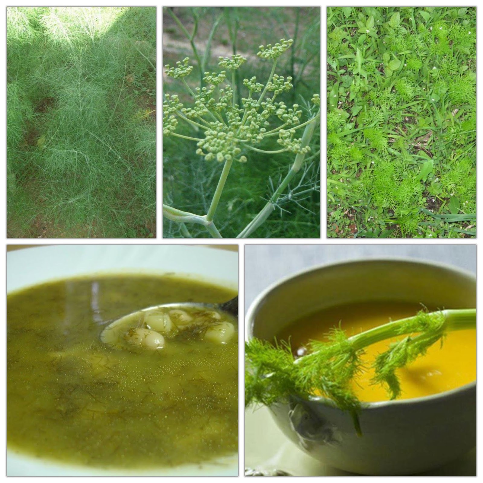 SABEM O QUE É O FUNCHO? ~ Um Olhar Povoacense