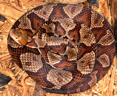 Endangered New Jersey: Snakes in New Jersey