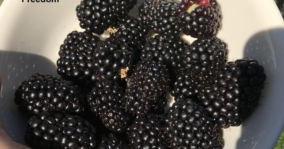 Daniel's Pacific NW Garden: Blackberries: Comparing Three Cultivars in ...