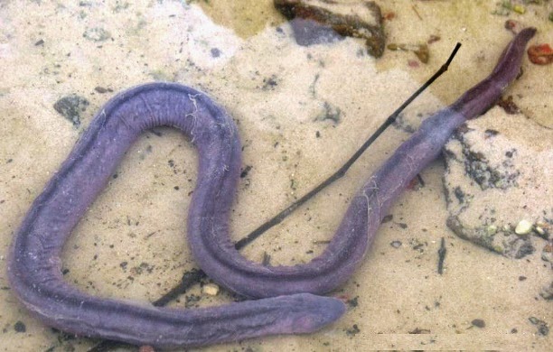 Atretochoana eiselti