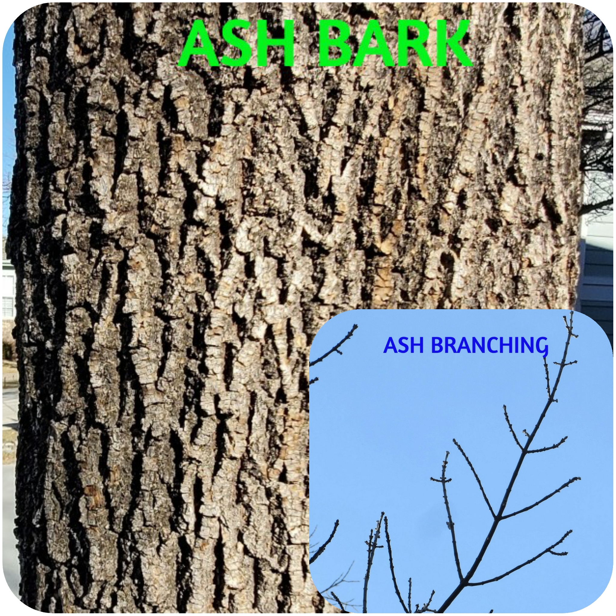 Ash Tree Identification