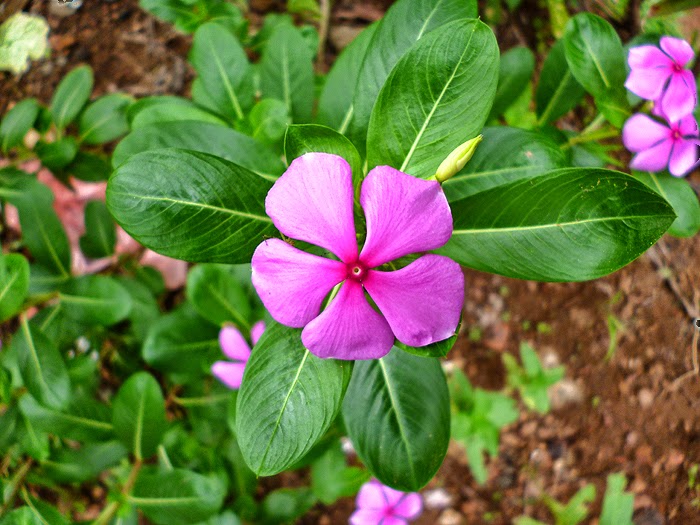 Catharanthus roseus-Rosy Periwinkle-Blue pearl Flowers-Minii mal | SL Flora