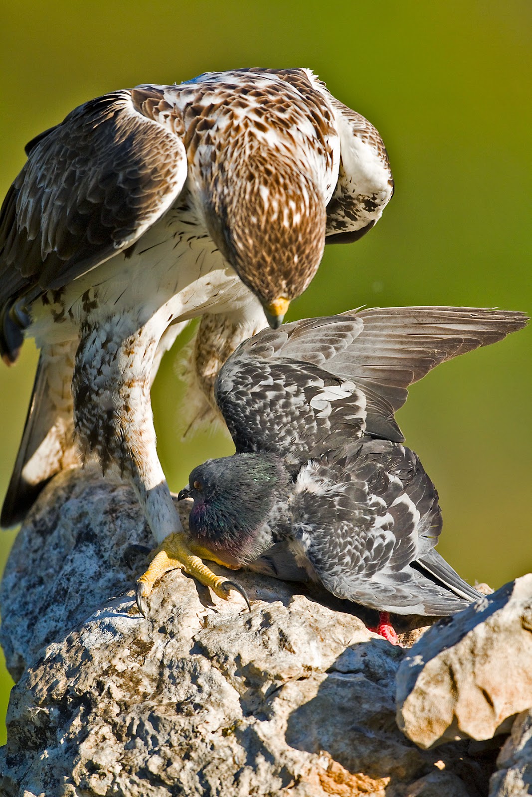 PETER'S PORTFOLIO..............Bird & Wildlife Photography: Bonelli's Eagle