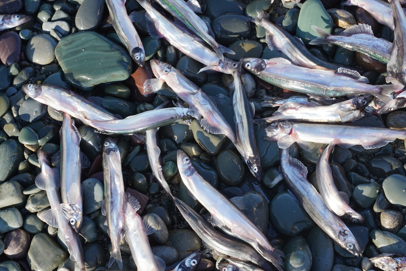 Sci/Why: "The Capelin are Rolling"