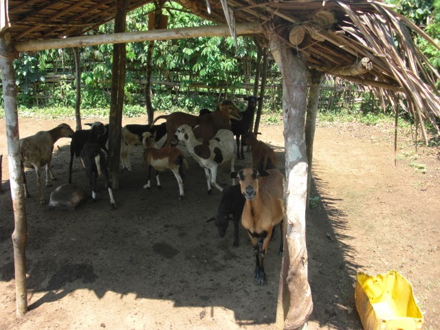 Crop Ideas: Congo Update March 2014 - Animal production study to Reduce ...