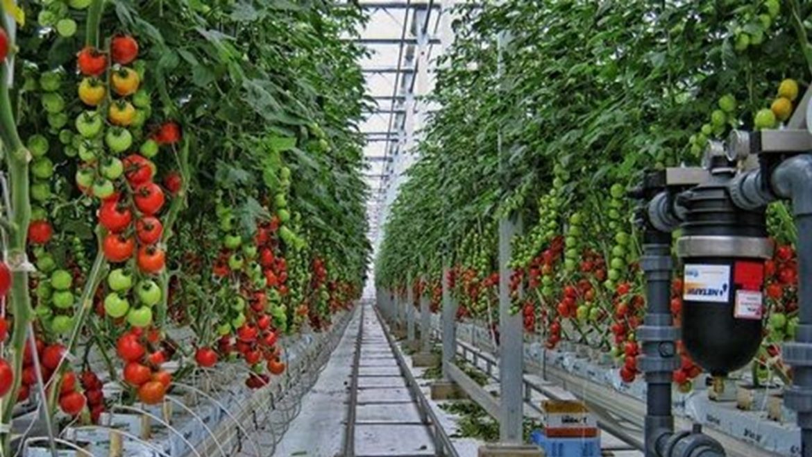 Cara Menanam Tomat Hidroponik