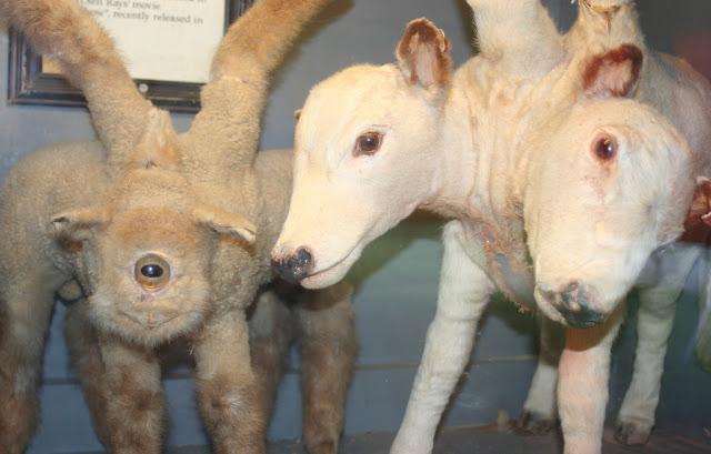 The Carpetbagger: The Modern Day Freak Show