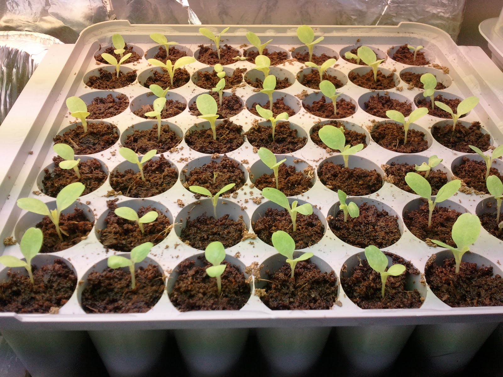 Kim's Square Foot Gardening Blog: Seed Sowing Saturday